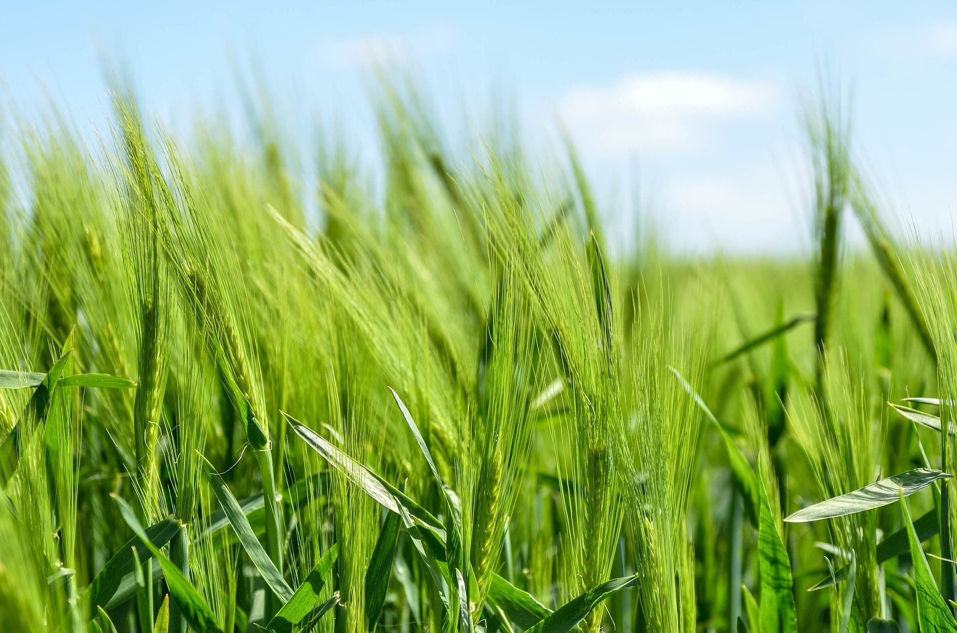 Grain Neutral Spirits Supplier | Ethimex